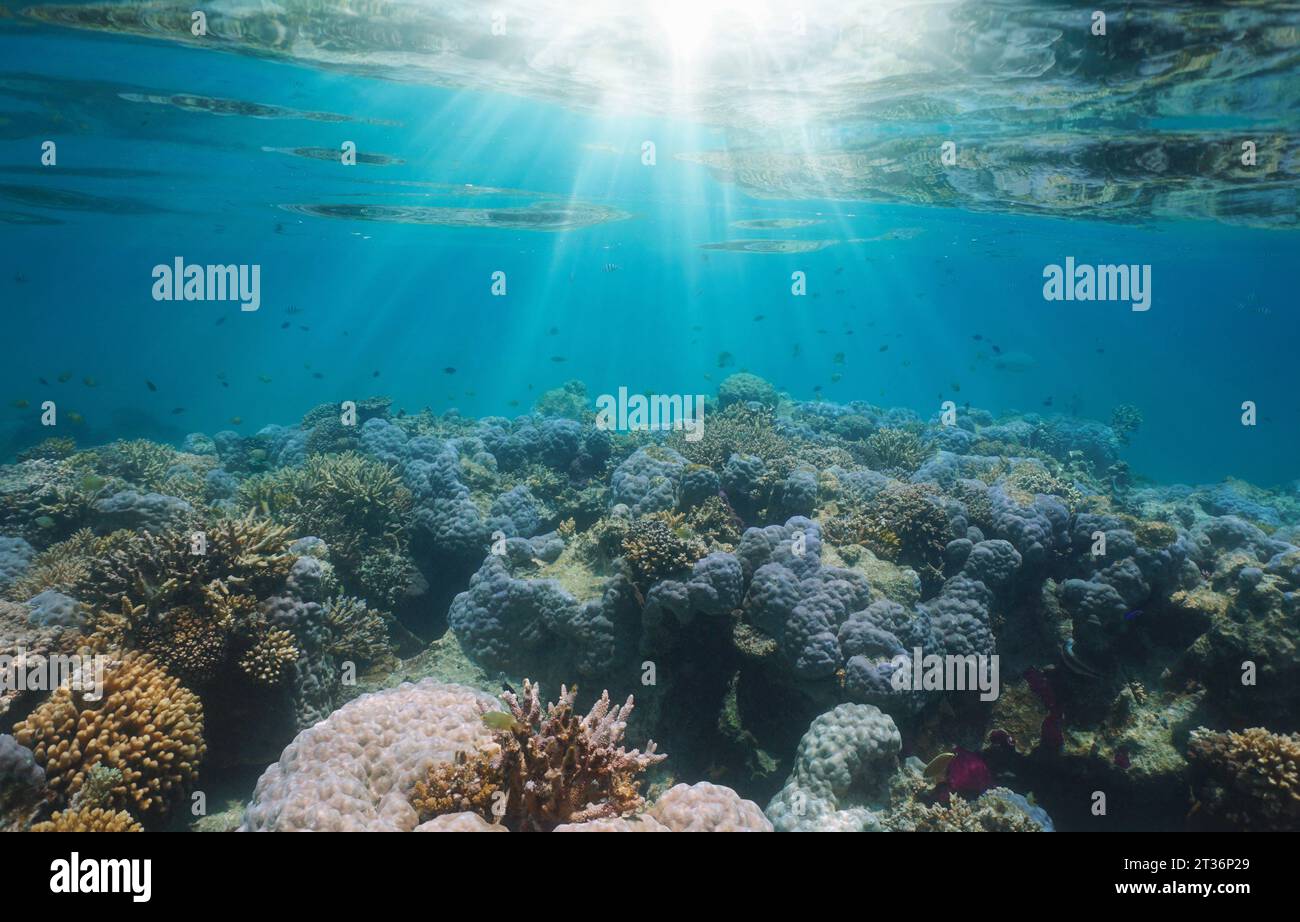 Underwater sunlight on a coral reef in the south Pacific ocean, natural ...