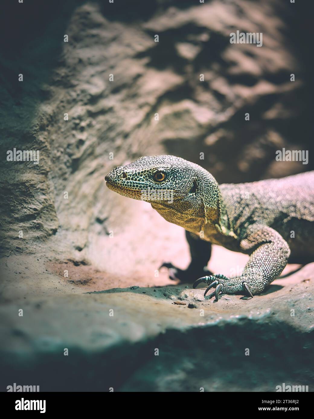 Zoo Reptile Wildlife Moody. High quality photo Stock Photo - Alamy