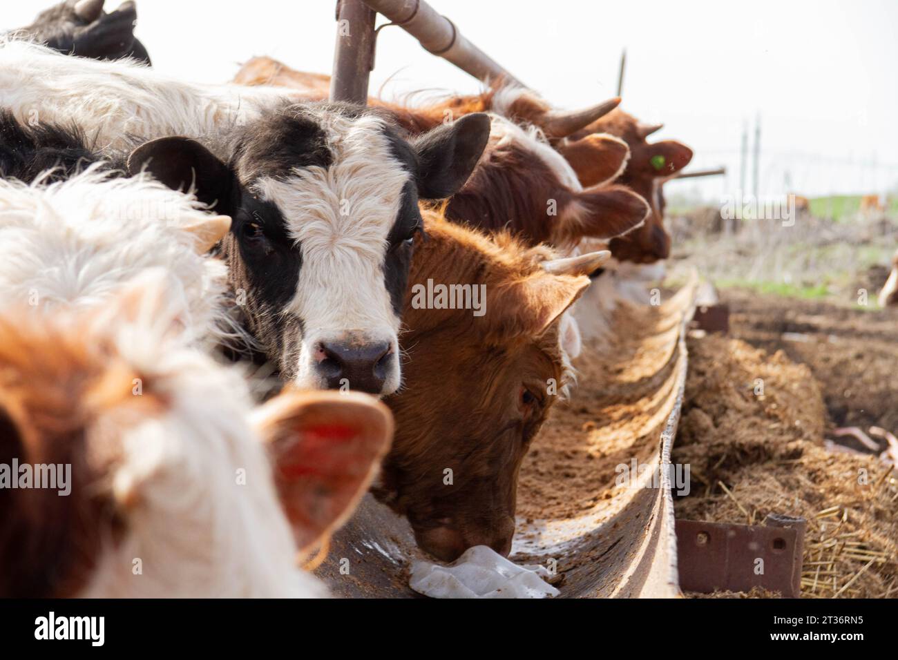 A herd of cows on a farm. Livestock complex. Raising cattle Stock Photo ...