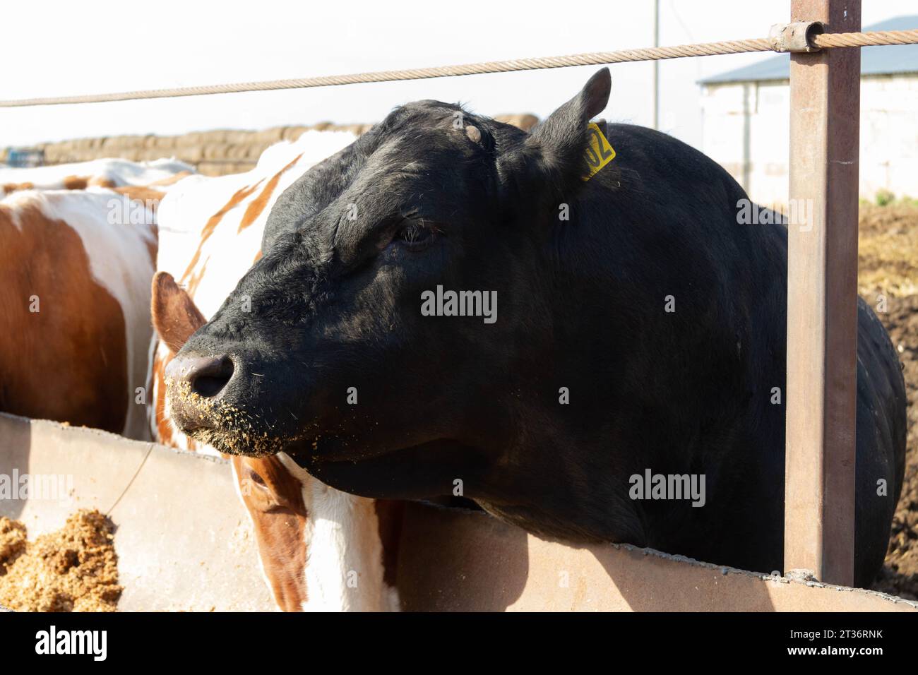 A herd of cows on a farm. Livestock complex. Raising cattle Stock Photo ...