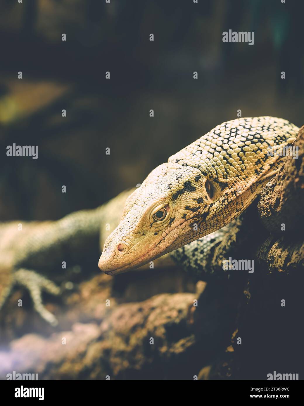 Zoo Reptile Wildlife Moody. High quality photo Stock Photo - Alamy