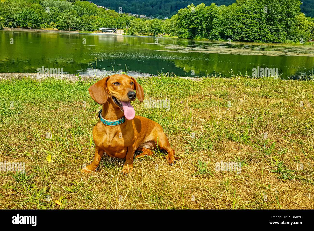 Tired badger hi-res stock photography and images - Alamy