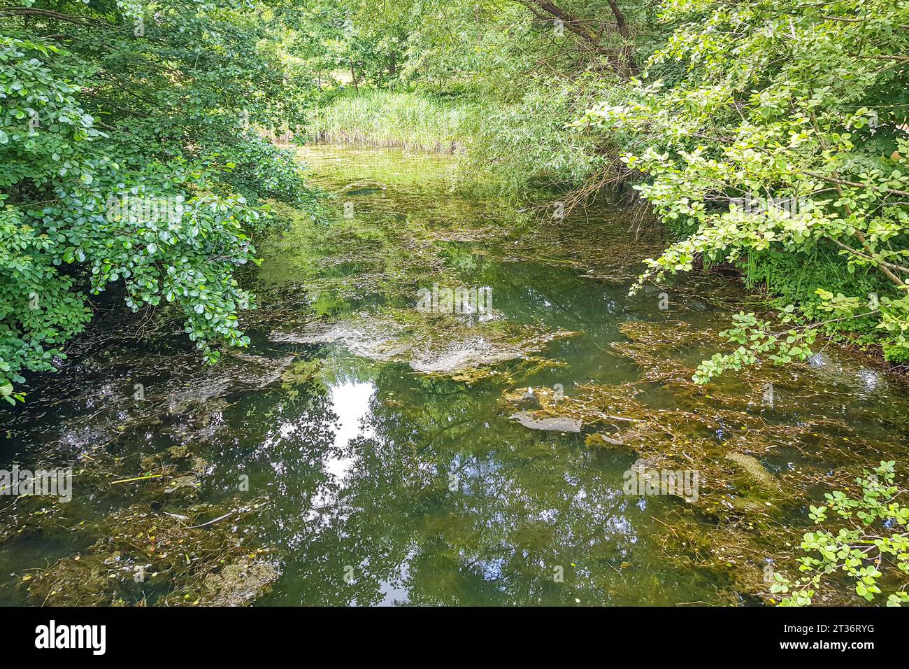 Narrow stream with algae on water surface surrounded by wild vegetation ...