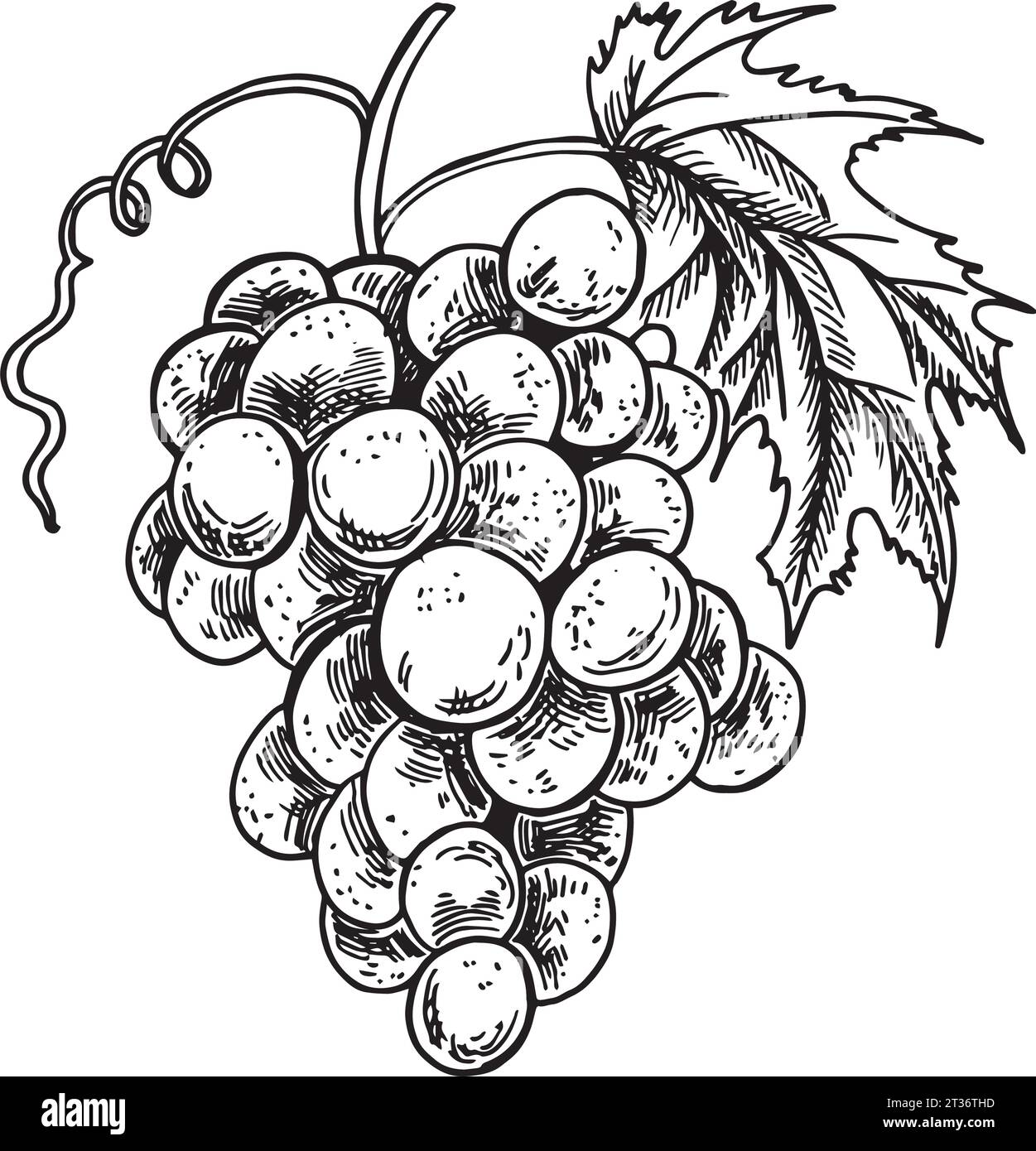 Grapes sketch hand drawn . Wine vine close up outline, leaves, berries ...