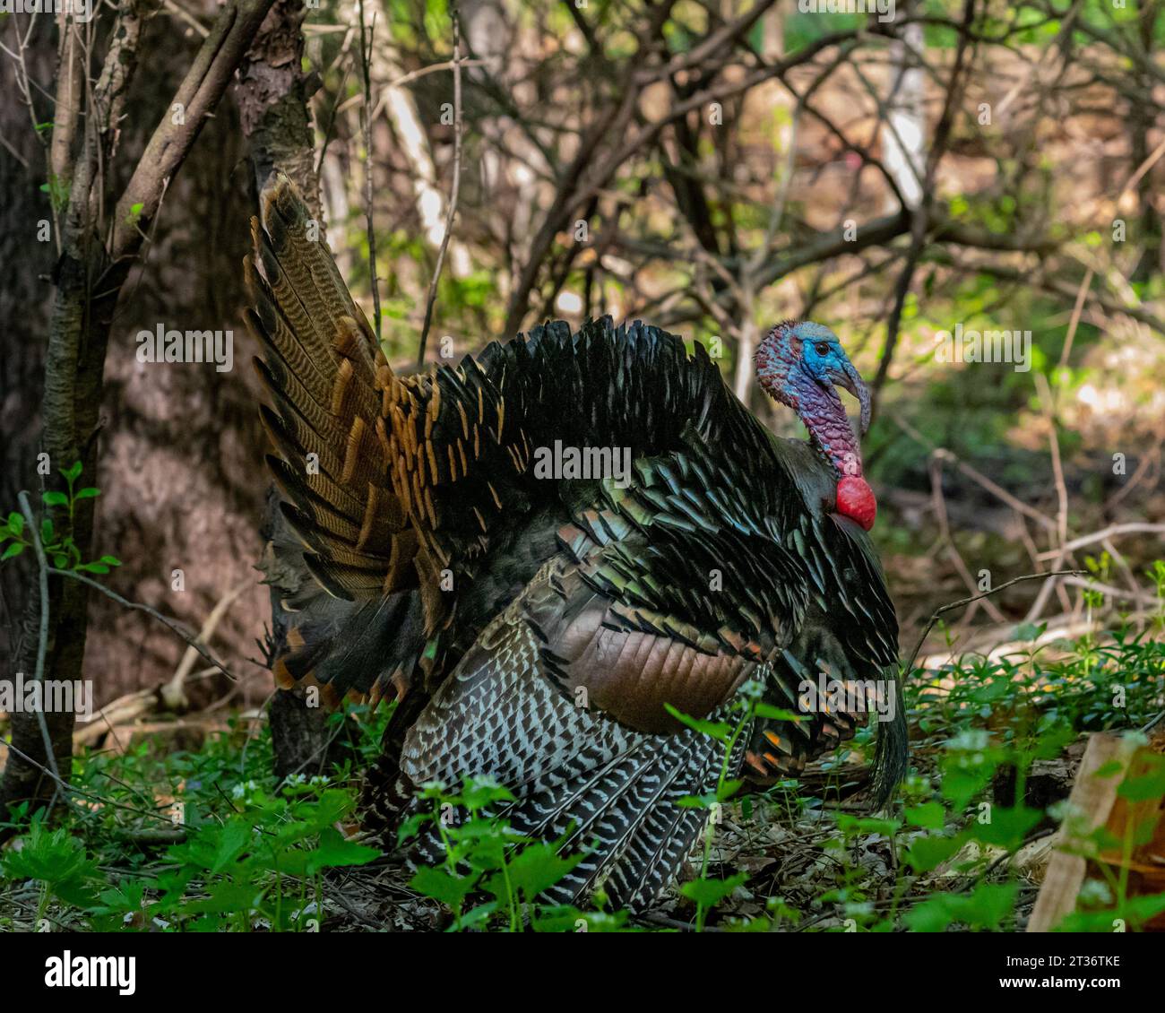 Tom turkey hi-res stock photography and images - Alamy