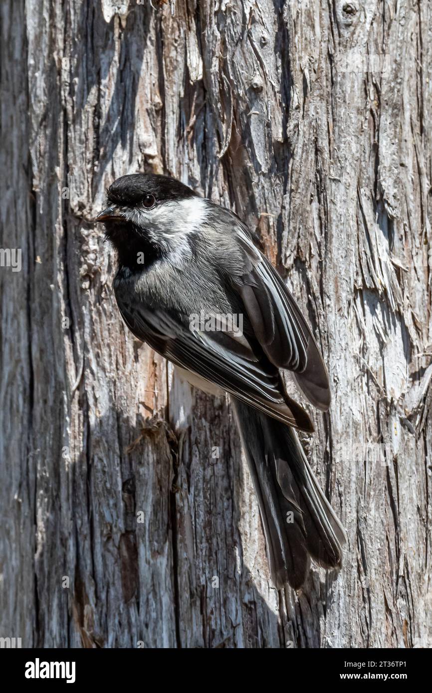 Chickadees in a tree hi-res stock photography and images - Alamy