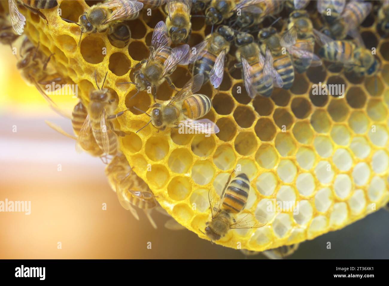 A beekeeper looks at a nesting frame made of a nucleus - a special hive ...