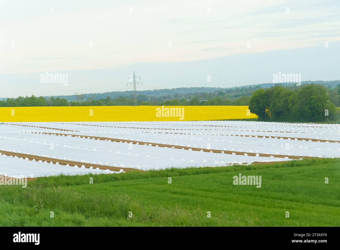 Beds of agricultural crops covered with plastic film on a field. In the ...