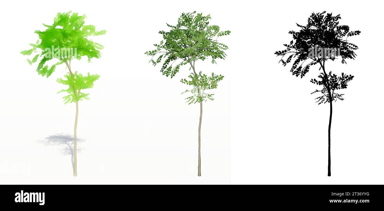 Set or collection of Evergreen Ash trees, painted, natural and as a ...