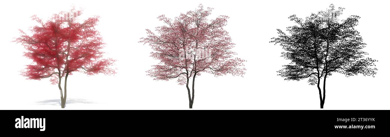 Set or collection of Flowering Dogwood trees, painted, natural and as a ...