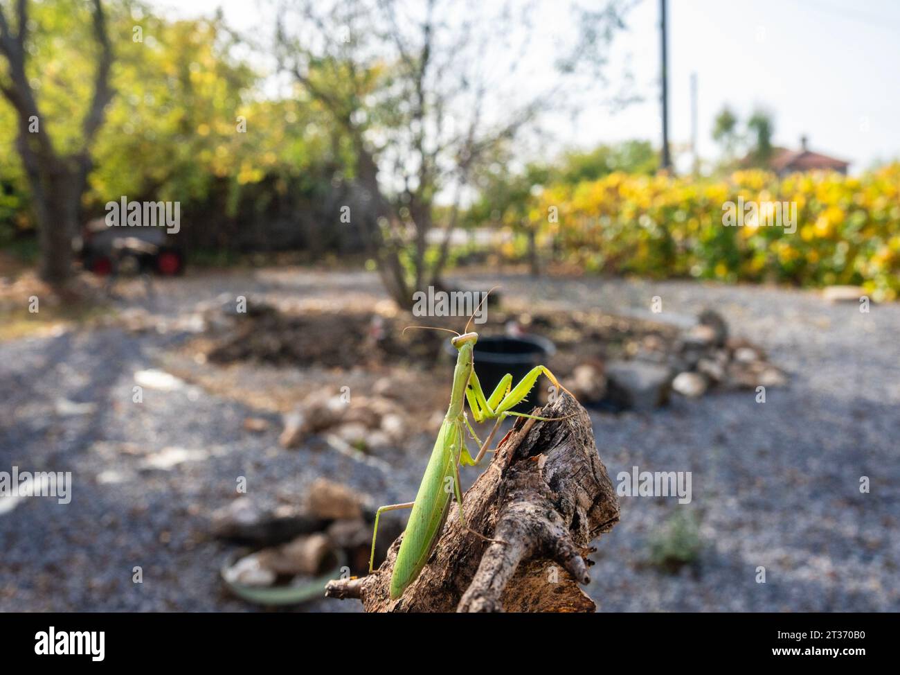 Ipreying mantis basking in sunshine hi-res stock photography and images ...
