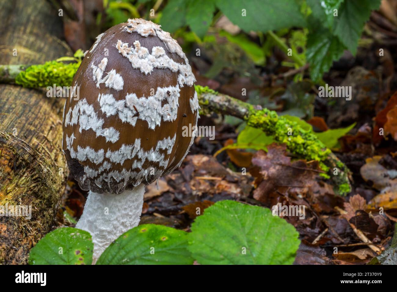 Magpie mushroom / magpie fungus / magpie inkcap fungus (Coprinopsis ...