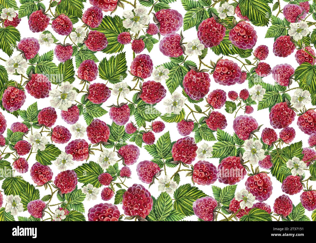 Seamless pattern with berries and raspberry flowers. Handmade ...