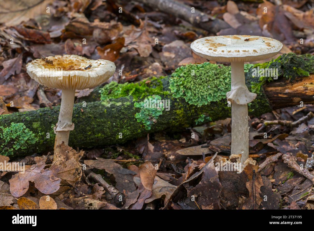 False death cap / false deathcap / citron amanita (Amanita citrina ...