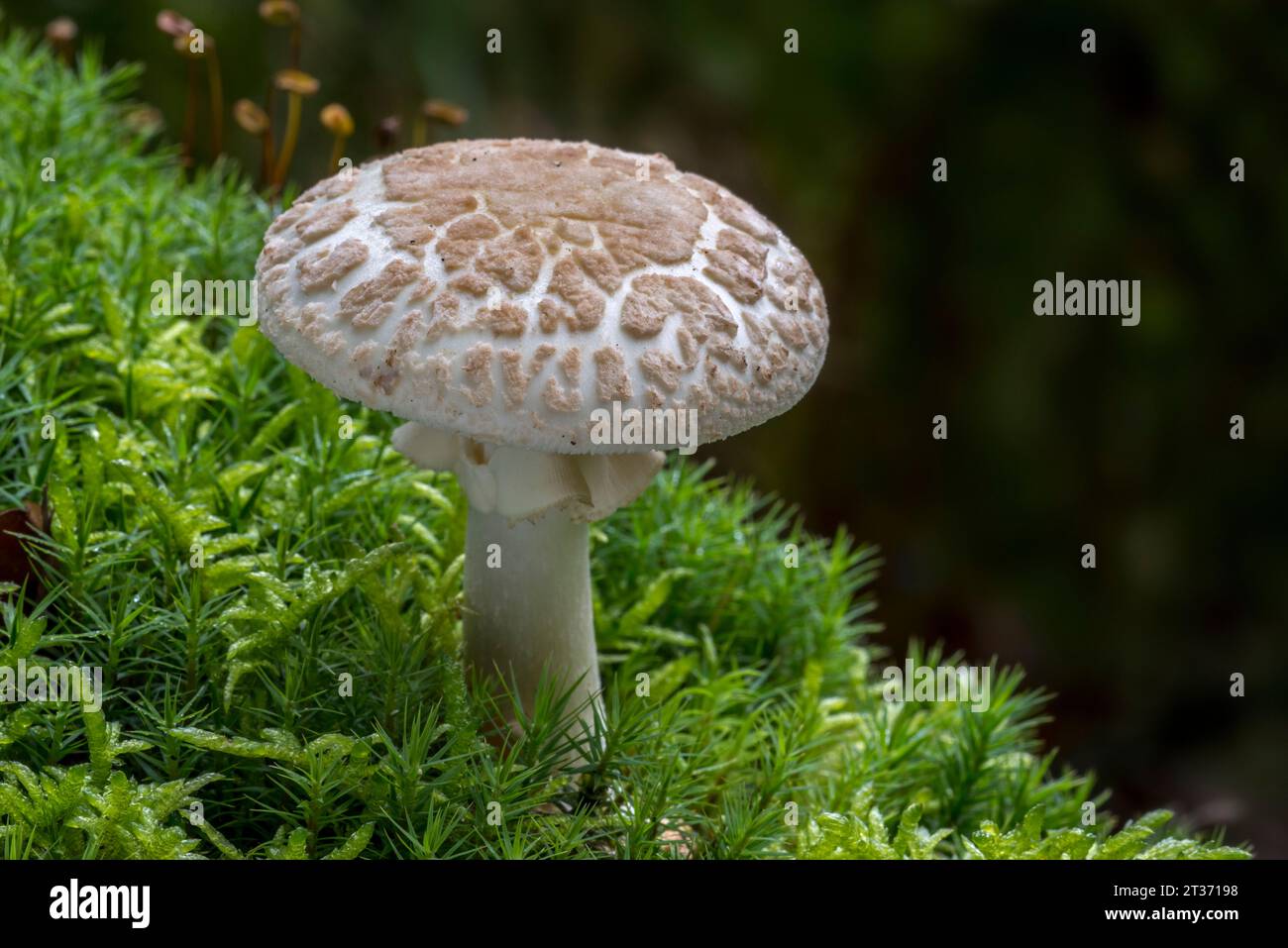 False death cap / false deathcap / citron amanita (Amanita citrina ...