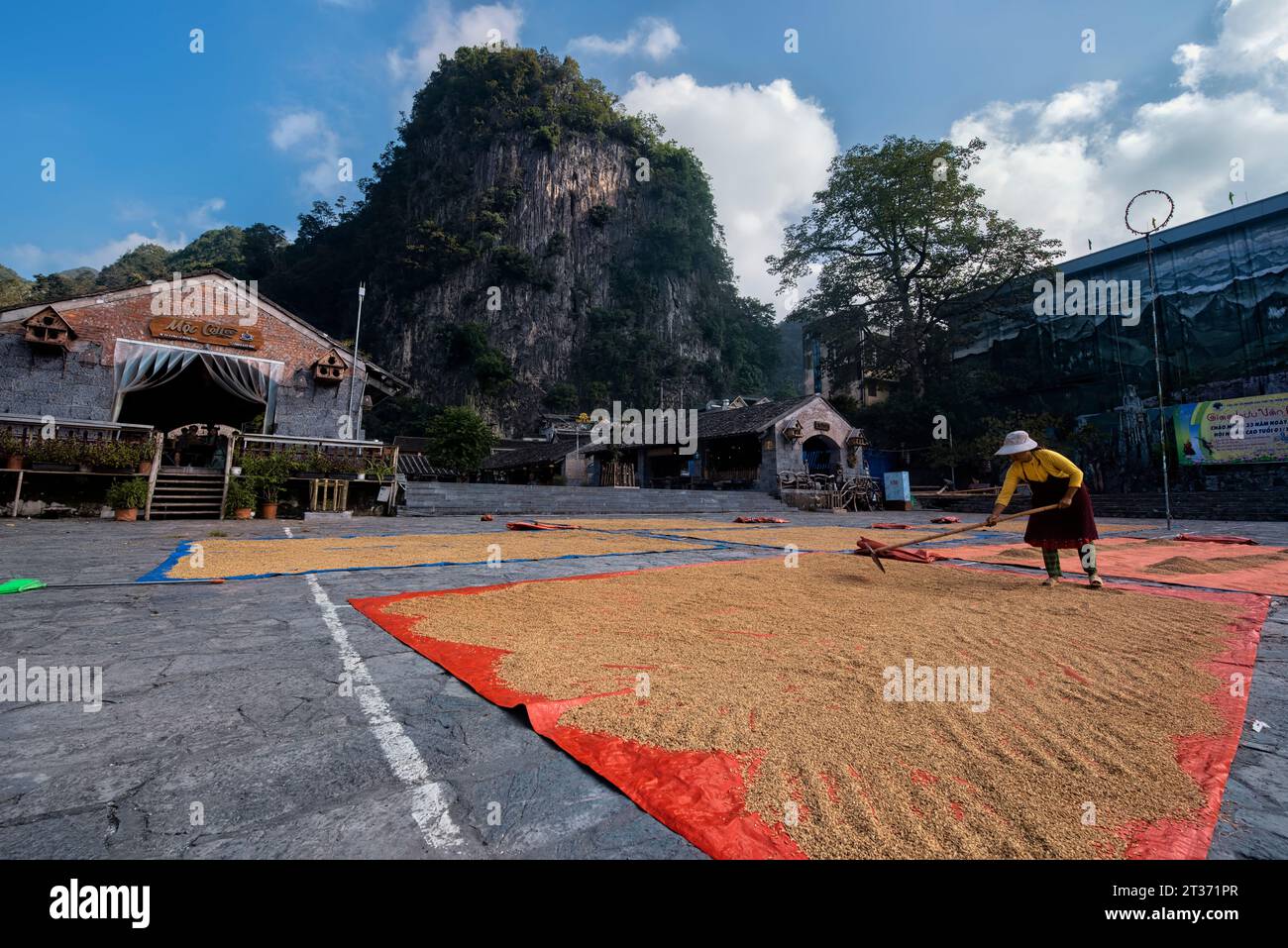 Rice harvest in Dong Van, Ha Giang, Vietnam Stock Photo - Alamy