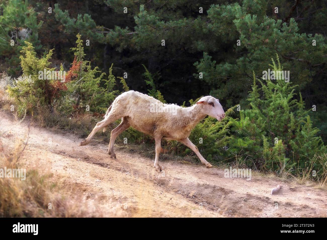 Sheep full of sticky buds running down the hill in the forest Stock ...