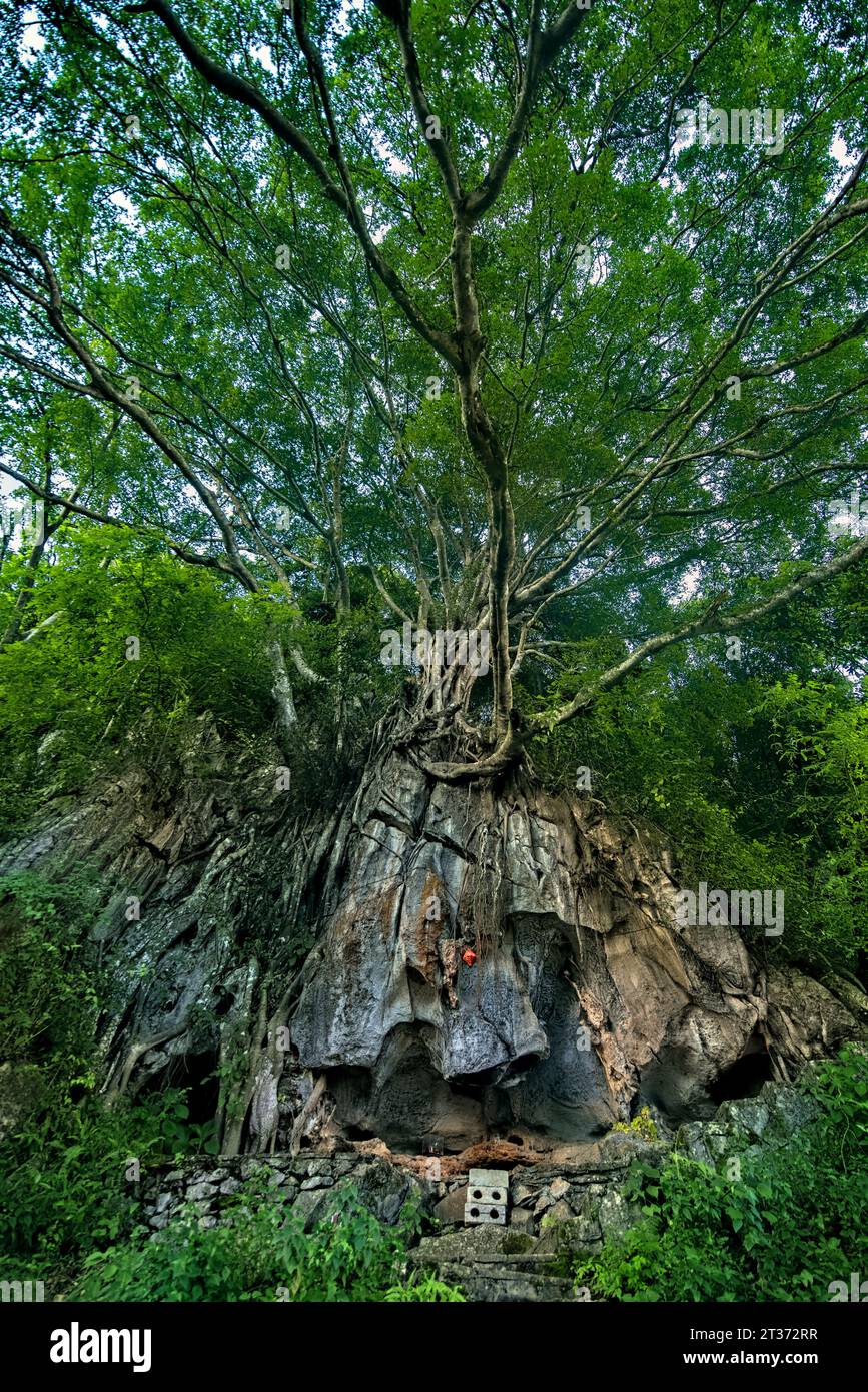 Shrine and tree hi-res stock photography and images - Alamy