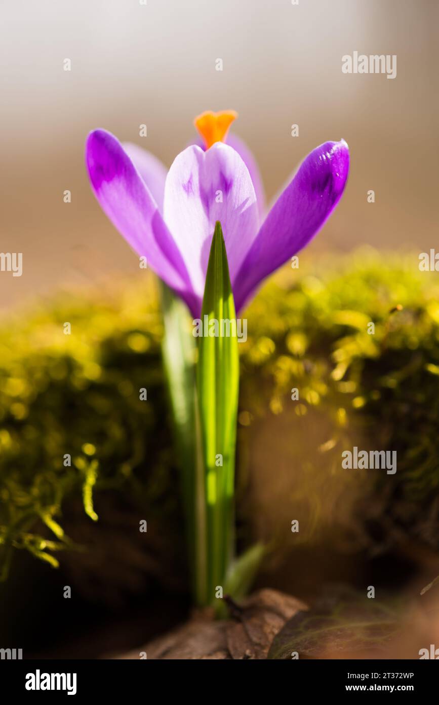 Wild crocus flowers in a Prytysianskyi Regional Park, Ukraine Stock ...