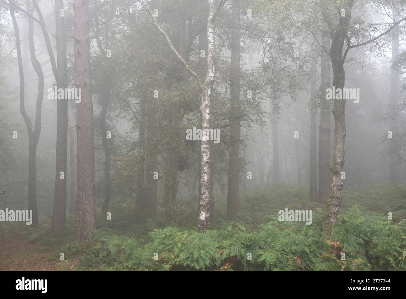 Beautiful foggy forest late Summer landscape image with glowing mist in ...