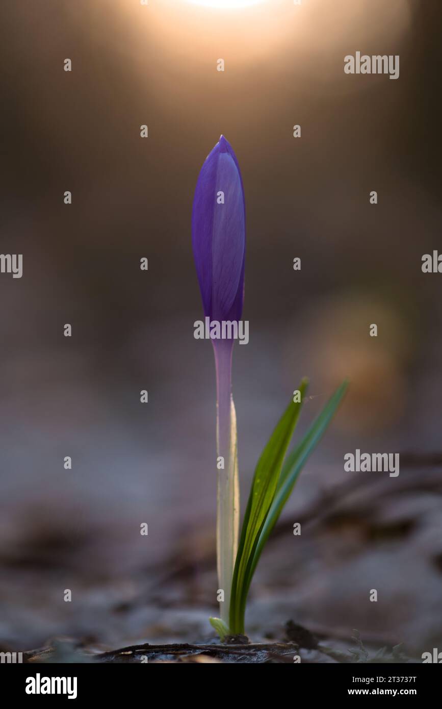 Wild crocus flowers in a Prytysianskyi Regional Park, Ukraine Stock ...