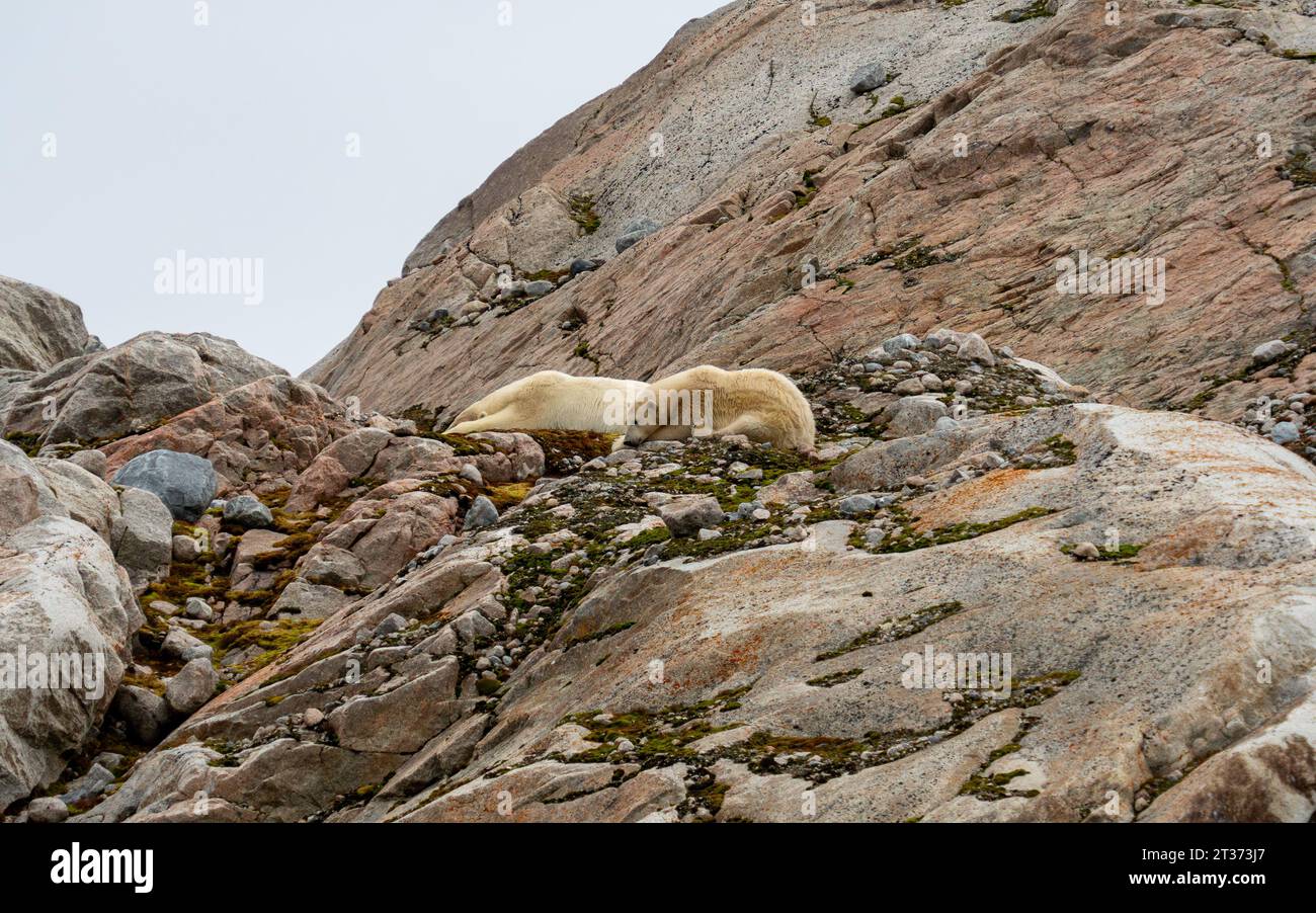 Mother and cub polar bears resting in a Granit outcrop, in Spitsbergen ...