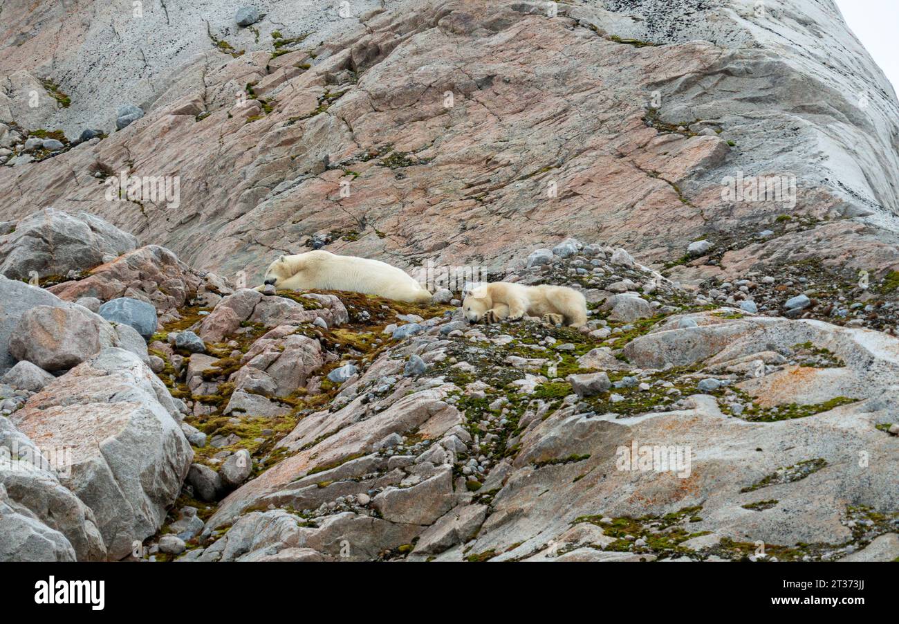 Mother and cub polar bears resting in a Granit outcrop, in Spitsbergen ...