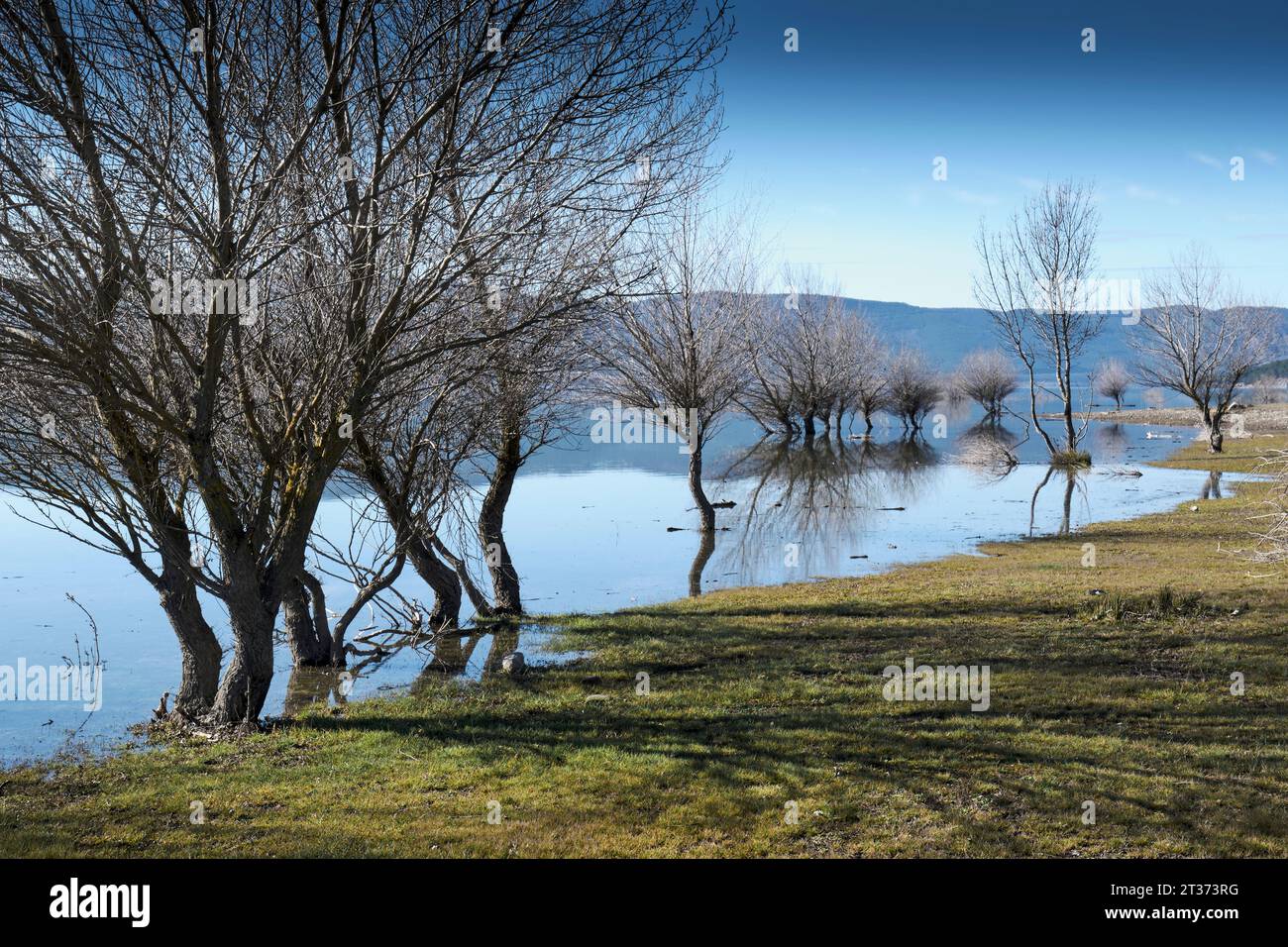 Trees and their reflection on the shore of flooded lake. Yesa reservoir ...