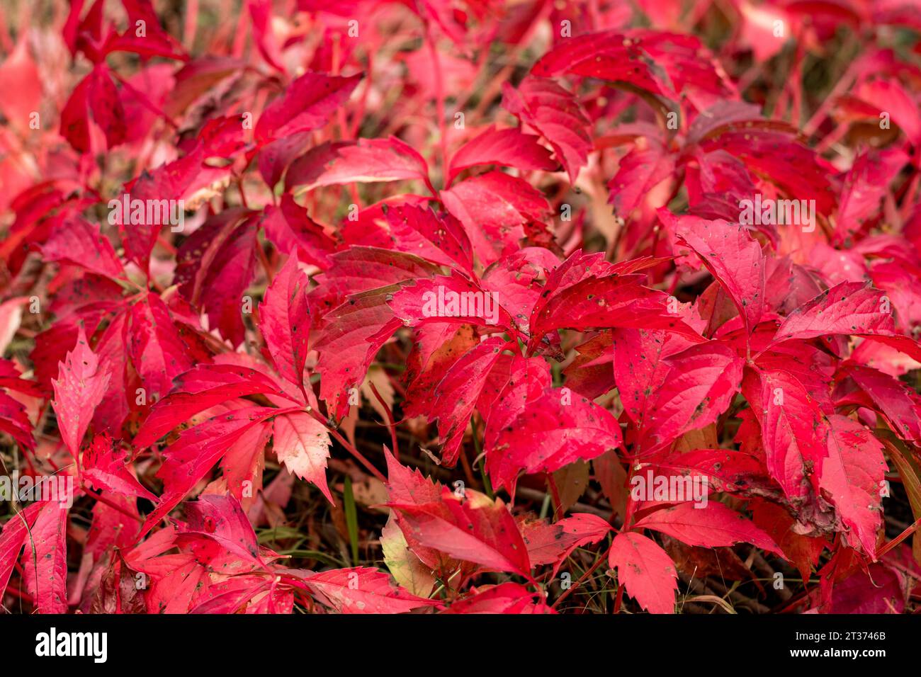 Red vine leaves (Vitis vinifera). Autumn atmosphere. Prevalence of the ...