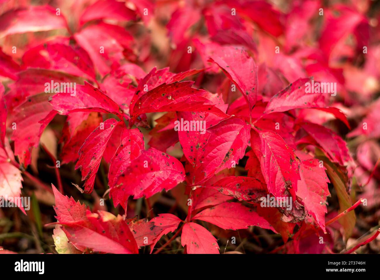 Red vine leaves (Vitis vinifera). Autumn atmosphere. Prevalence of the ...