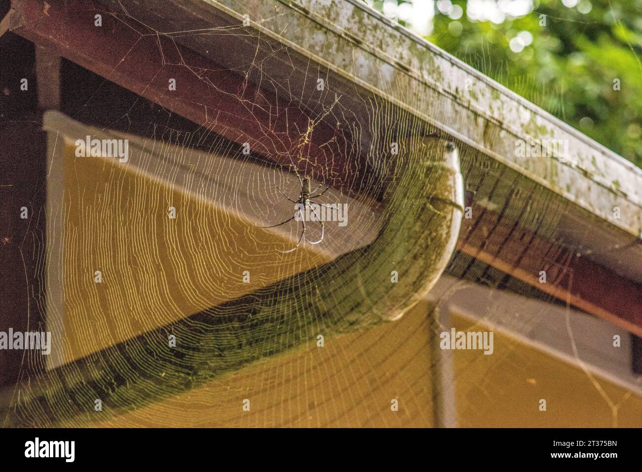 Large spider and web Queensland, Australia Stock Photo - Alamy