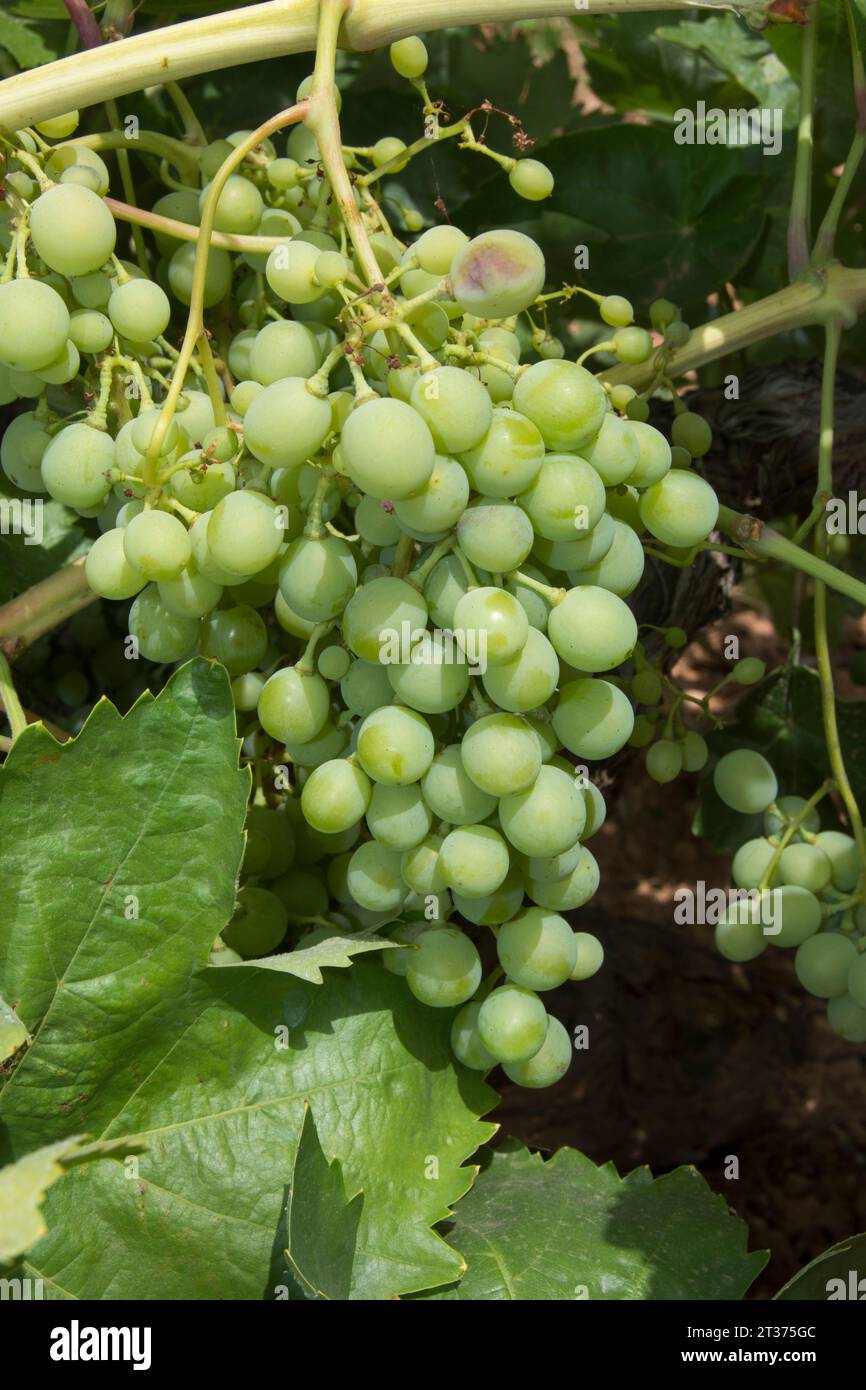 Racimo de uva blanca Stock Photo - Alamy