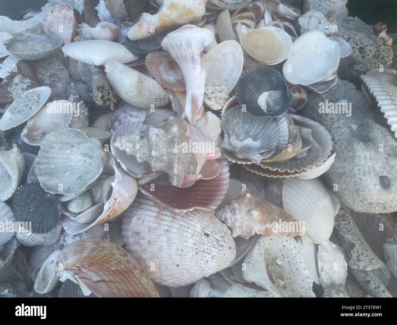 pile of sea shells background texture faded look Stock Photo - Alamy