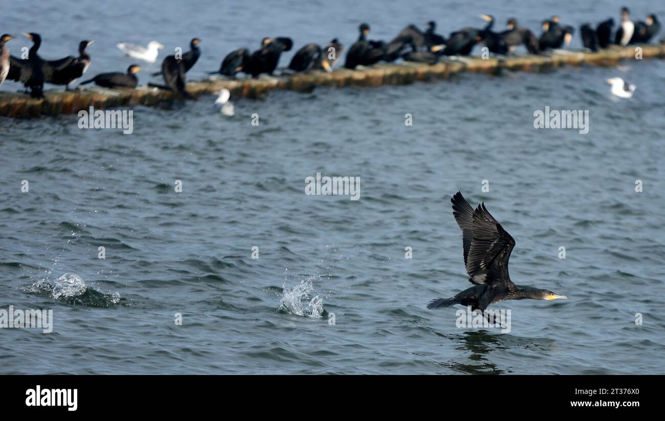 23.10.2023, Binz auf Ruegen an der Ostsee, im Bild: Kormoranen *** 23 ...