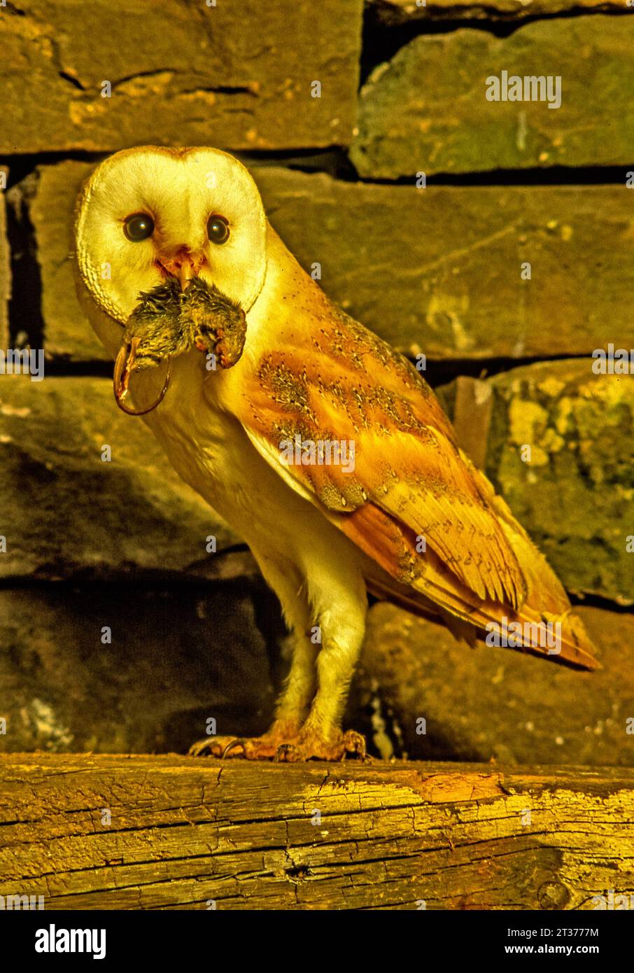 Barn Owl Tito alba with prey Stock Photo - Alamy