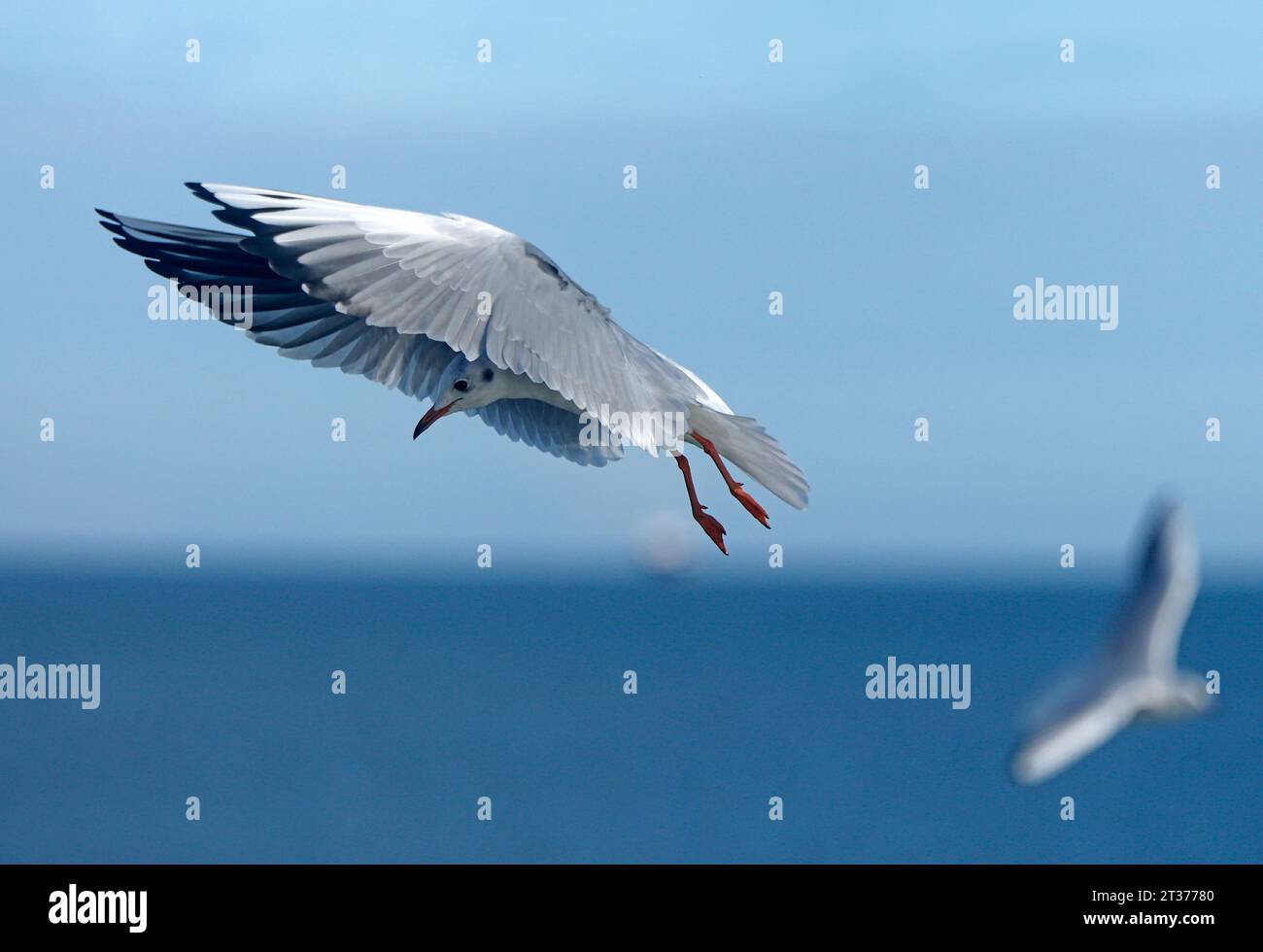 23.10.2023, Binz auf Ruegen an der Ostsee, im Bild: Moewen fliegen ...
