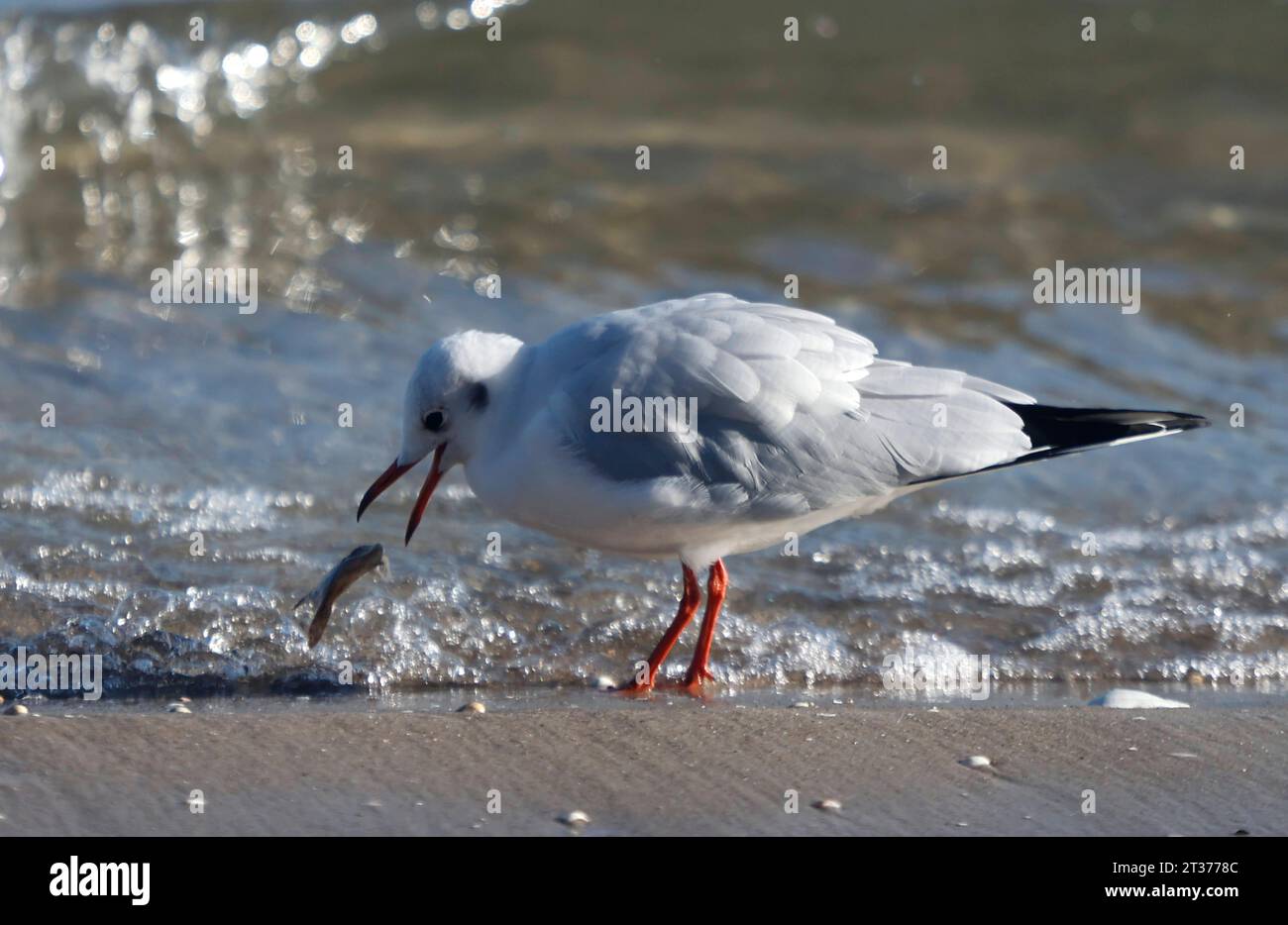 Alamy fisch hi-res stock photography and images - Alamy