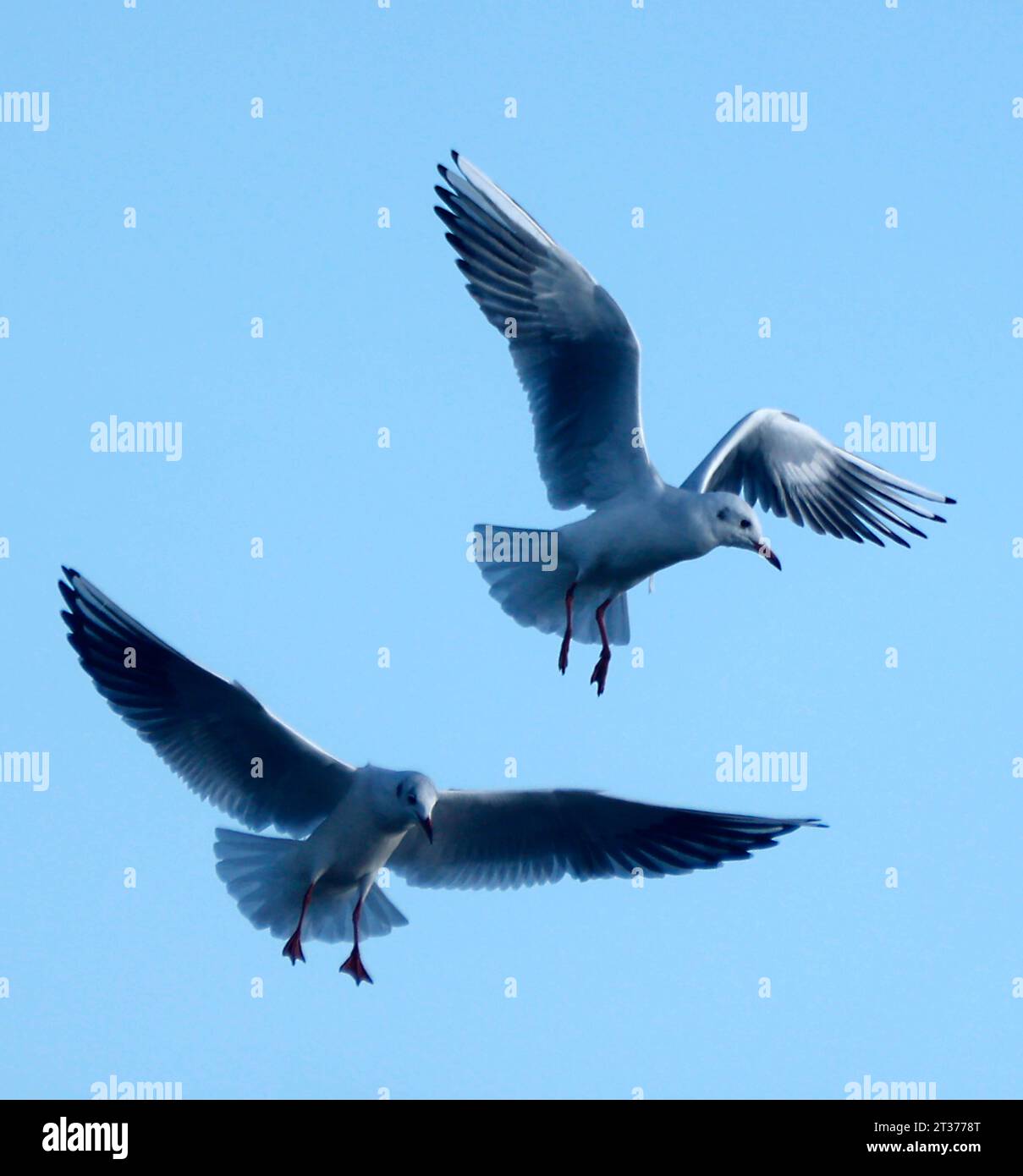 23.10.2023, Binz auf Ruegen an der Ostsee, im Bild: Moewen fliegen ...