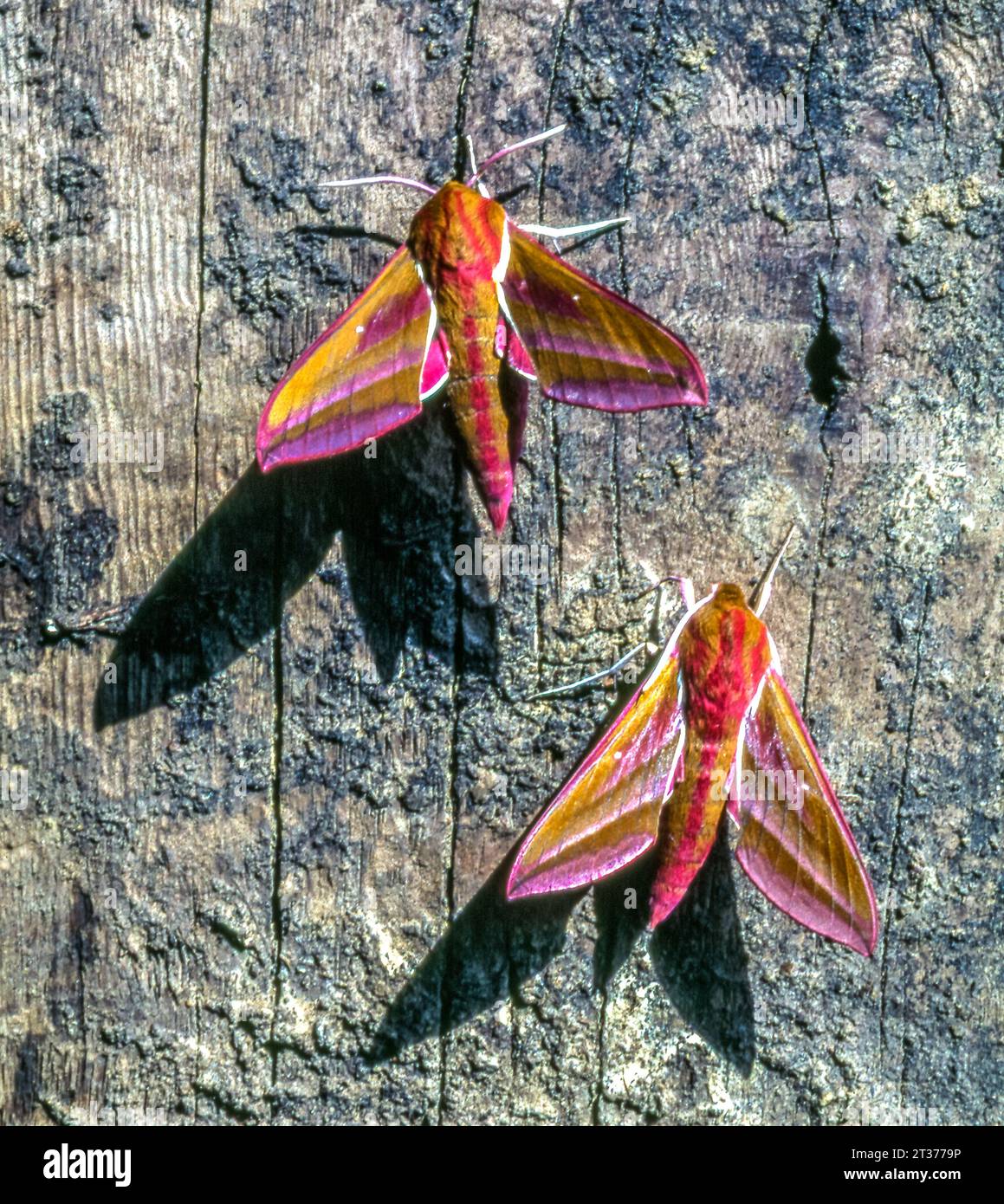 Elephant Hawk Moths Stock Photo - Alamy