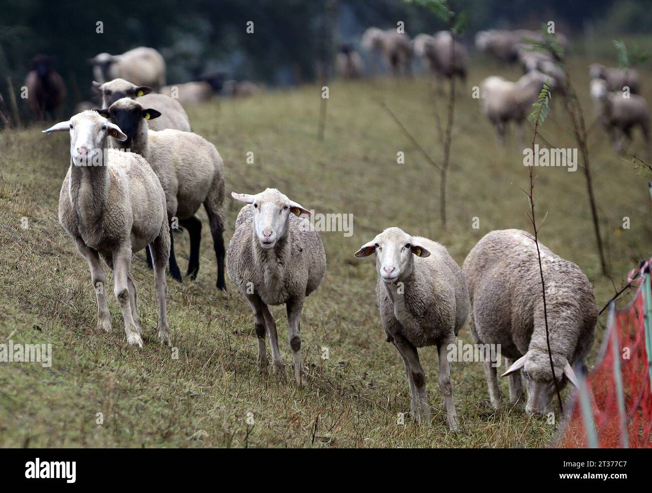 20 stich hi-res stock photography and images - Alamy