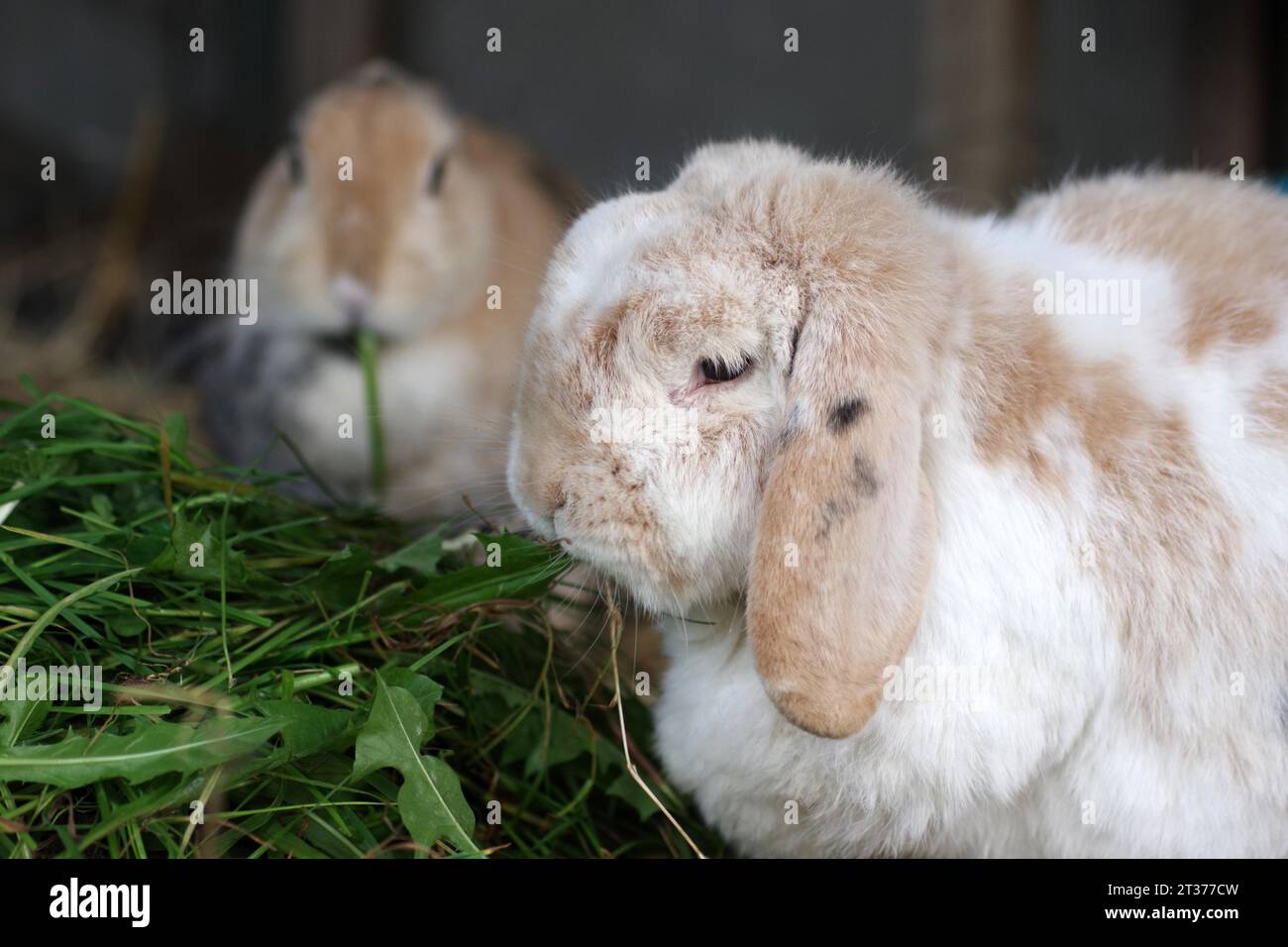 Rabbit (cuniculus), pet, two, portrait, ram rabbit, dwarf rabbit, grass ...