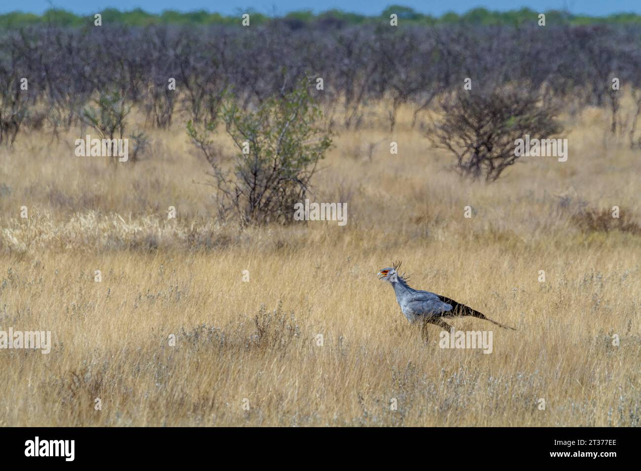 Secretary bird (Sagittarius serpentarius), Etosha National Park ...