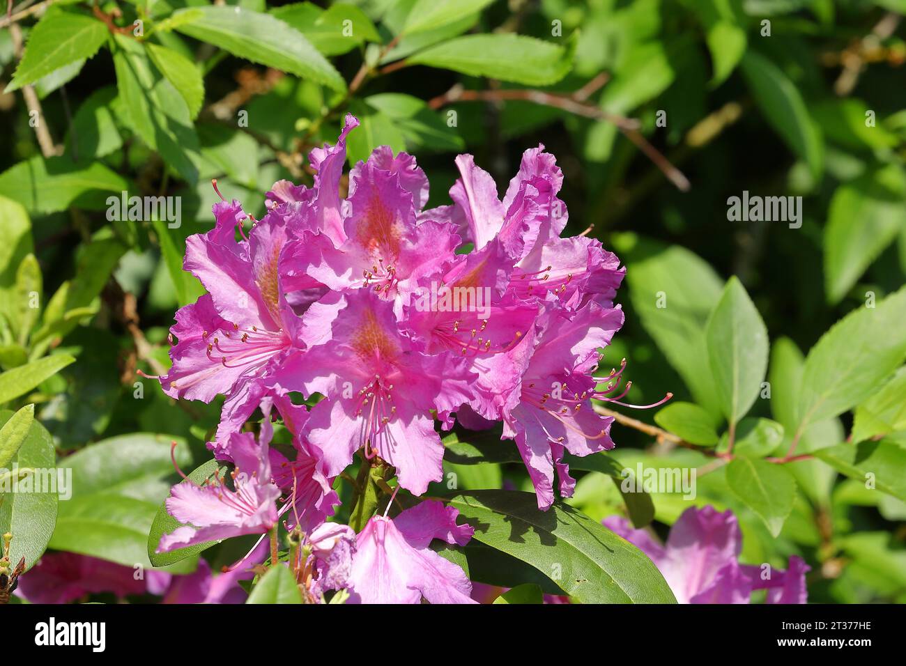 Rhododendron flowers (Rhododendron Homer), in a garden, Wilden, North ...