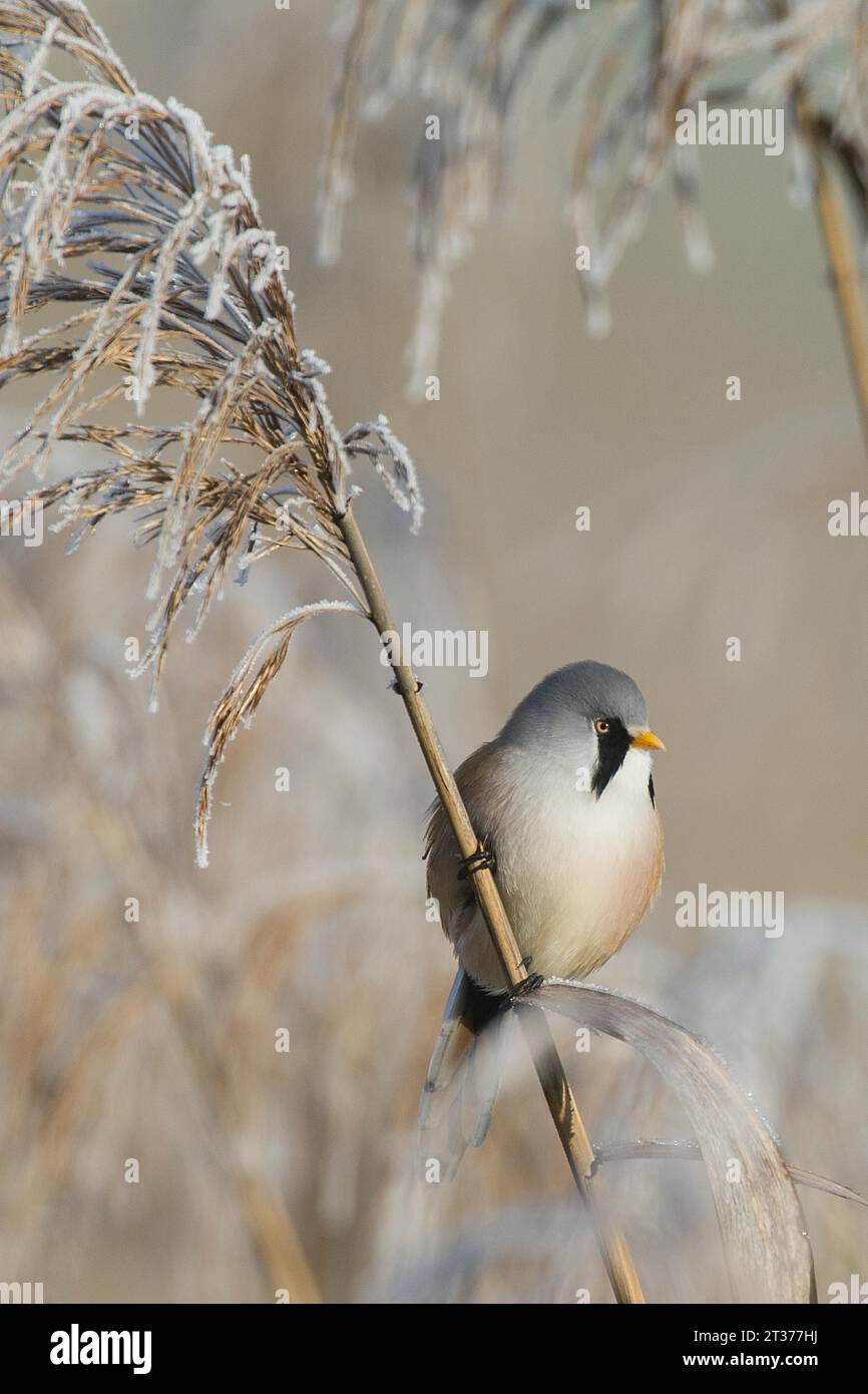 Bearded reedling (Panurus biarmicus) male foraging for seeds on a reed ...