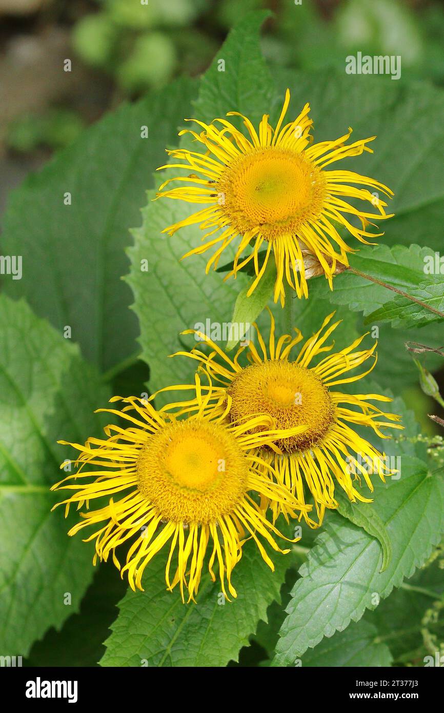 Flowers of a large telecia (Telekia speciosa), Wilden, North Rhine ...