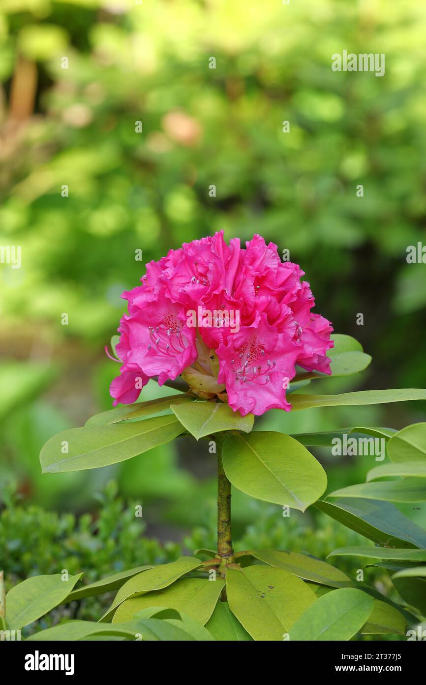 Rhododendron flowers (Rhododendron Homer), red flowers, in a garden ...