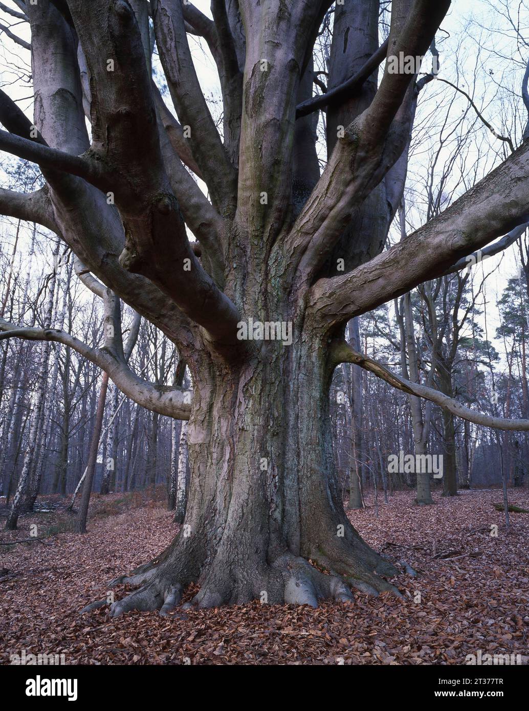 Tree trunk of the copper beech (Fagus sylvatica), large mighty beech ...