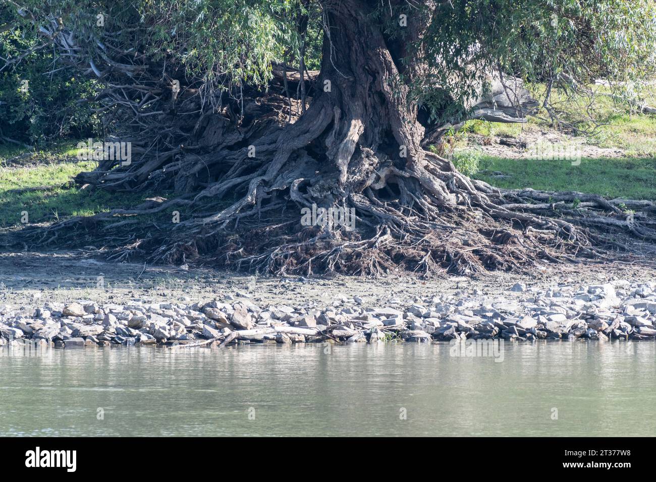 White willow (Salix alba) with exposed roots on the bank of the Danube ...
