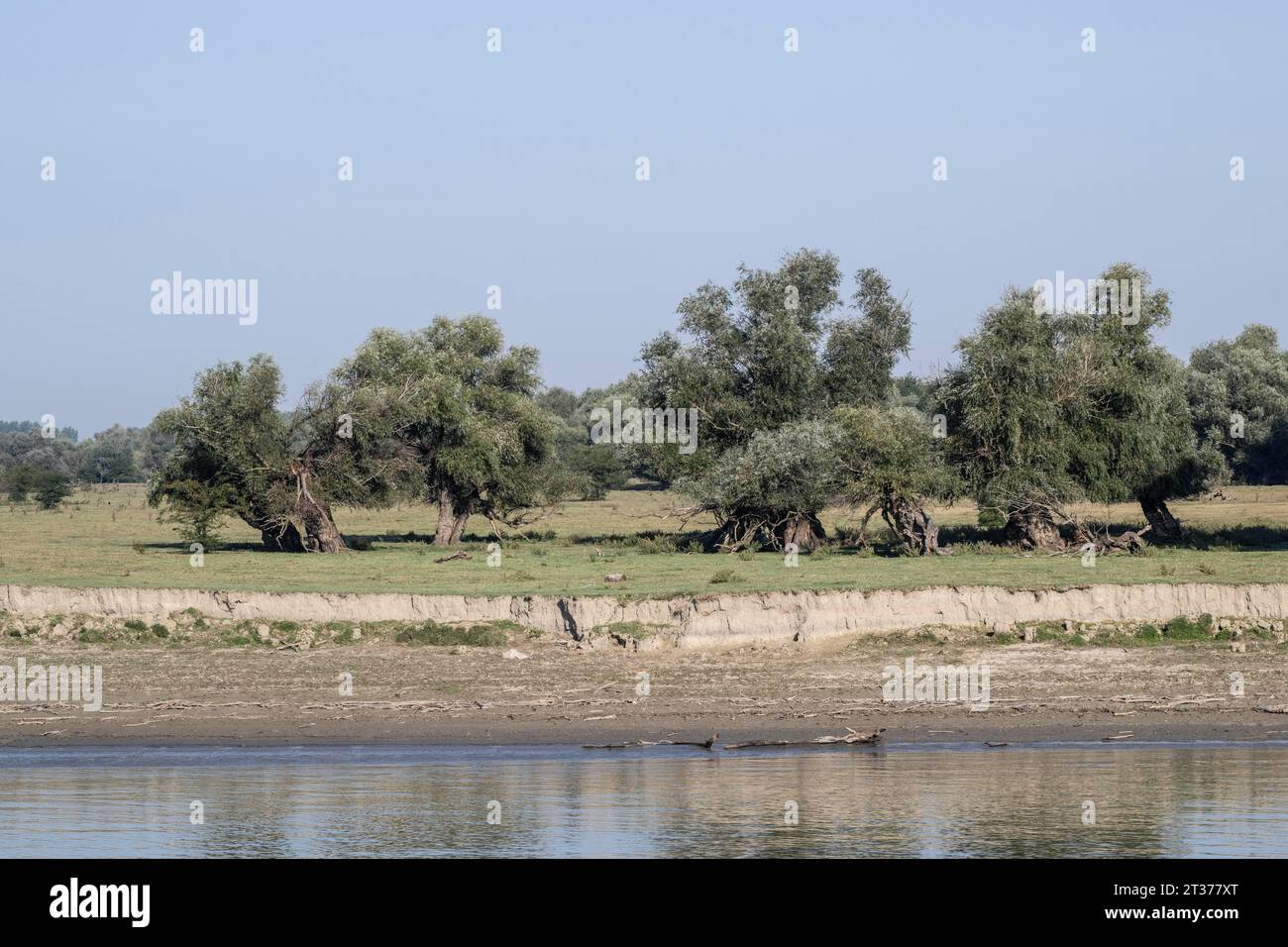 White willows (Salix alba) on the banks of the Danube, Romania Stock ...
