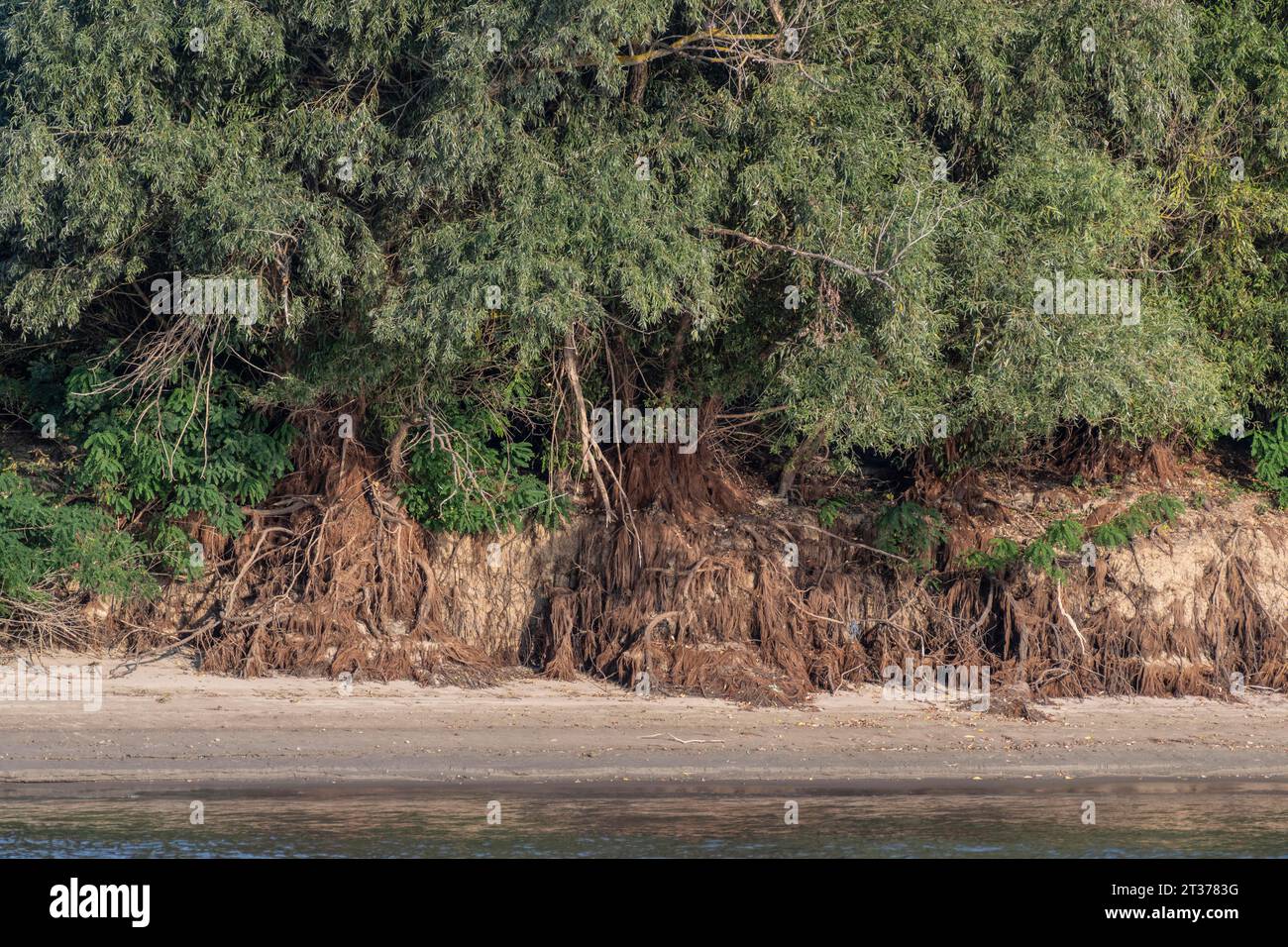 Exposed tree root system hi-res stock photography and images - Alamy
